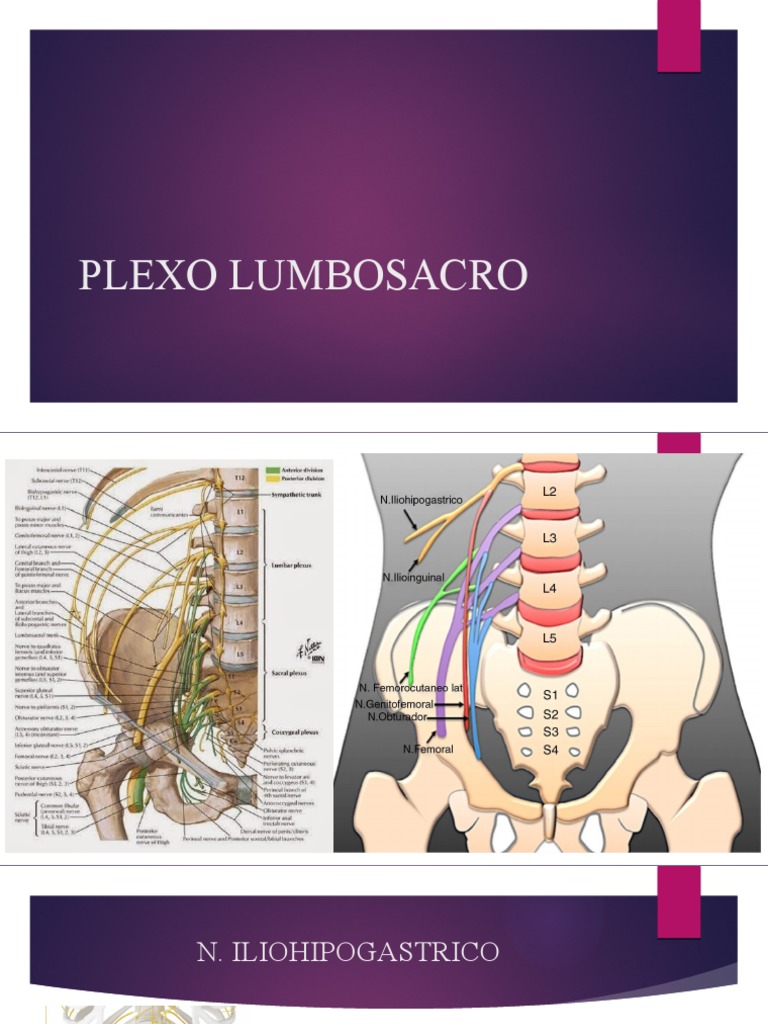 Plexo Lumbosacro | PDF | Anatomía del miembro inferior | Anatomía humana