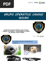 Morfología del perro: Graioides y Occipucio | PDF | Diente | Pastor alemán