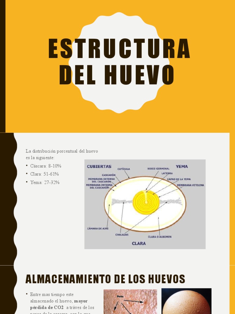 Estructura Del Huevo | PDF | Cocina, comidas y vino | Bienestar