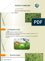 Ficha Técnica Del Pasto Imperial (Axonopus Scoparius, Hitchc) | PDF ...