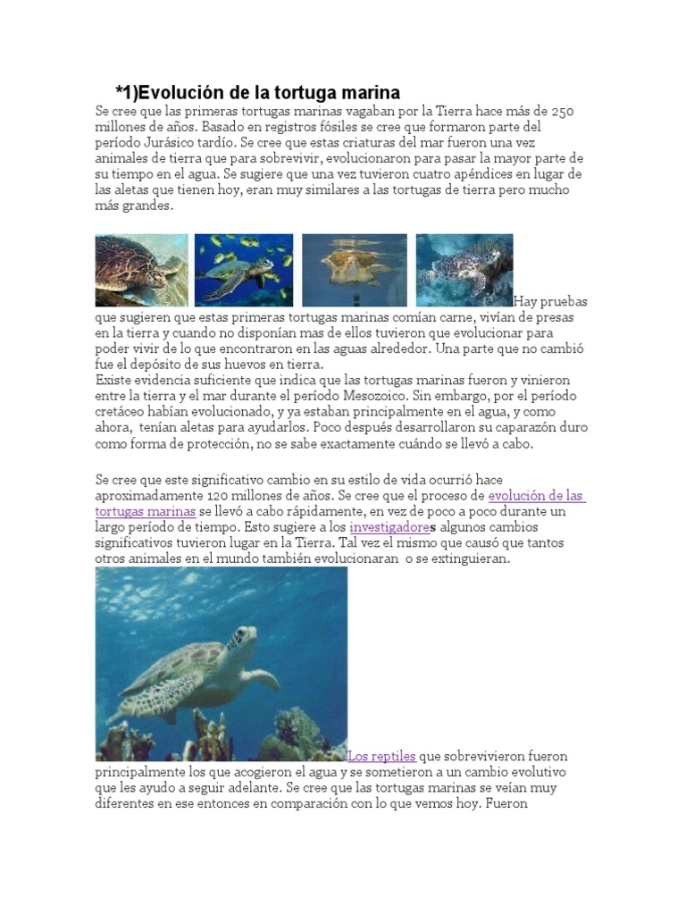 Evolución de La Tortuga Marina | PDF | Reptil | Amniotes