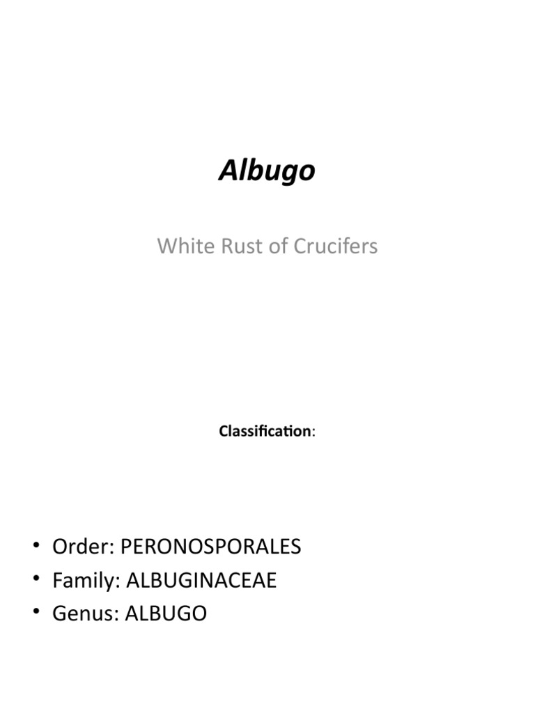Albugo: White Rust of Crucifers | PDF | Cell Nucleus | Fertilisation