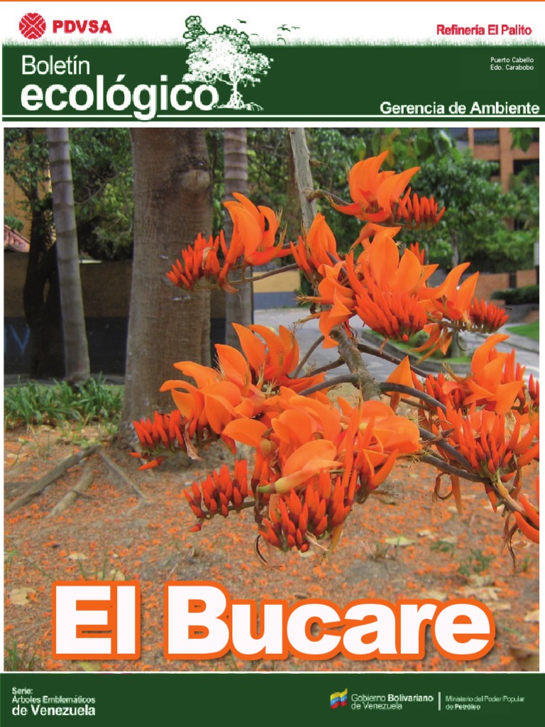 El Bucare Ceibo: Un árbol emblemático de Mérida y sus alrededores | PDF ...