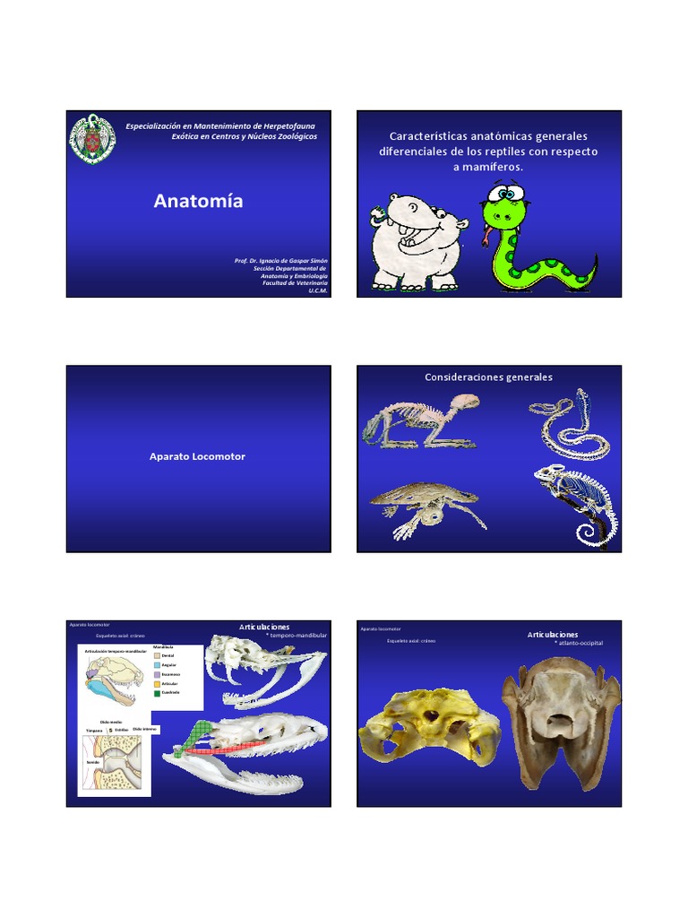 Anatomía Comparativa de Reptiles y Mamíferos | PDF | Serpiente ...