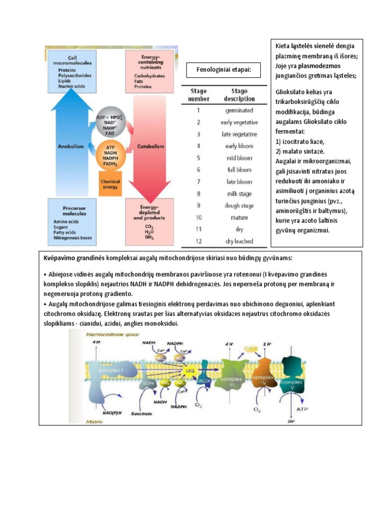 Augalų BioChemija Konsp Atkurta Automatiškai | PDF