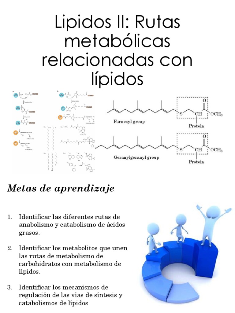 Lípidos II Rutas Metabólicas | PDF | Lípido | Metabolismo