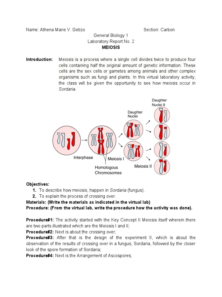 Meiosis in Sordaria: A Lab Report | PDF | Meiosis | Biological Processes