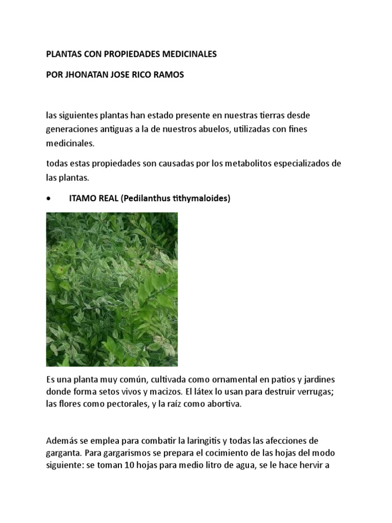Propiedades y usos del ítamo real | PDF | Salud y bienestar | Medicina