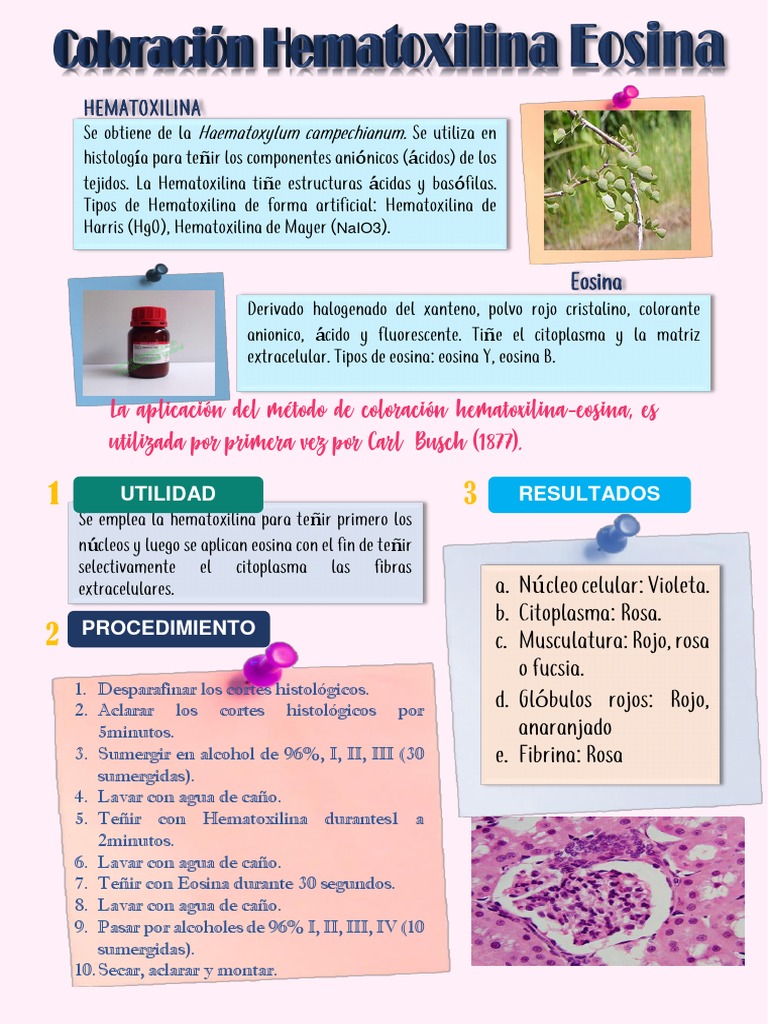 Tinción Hematoxilina-Eosina: Procedimiento y Usos | PDF | Ciencia y ...
