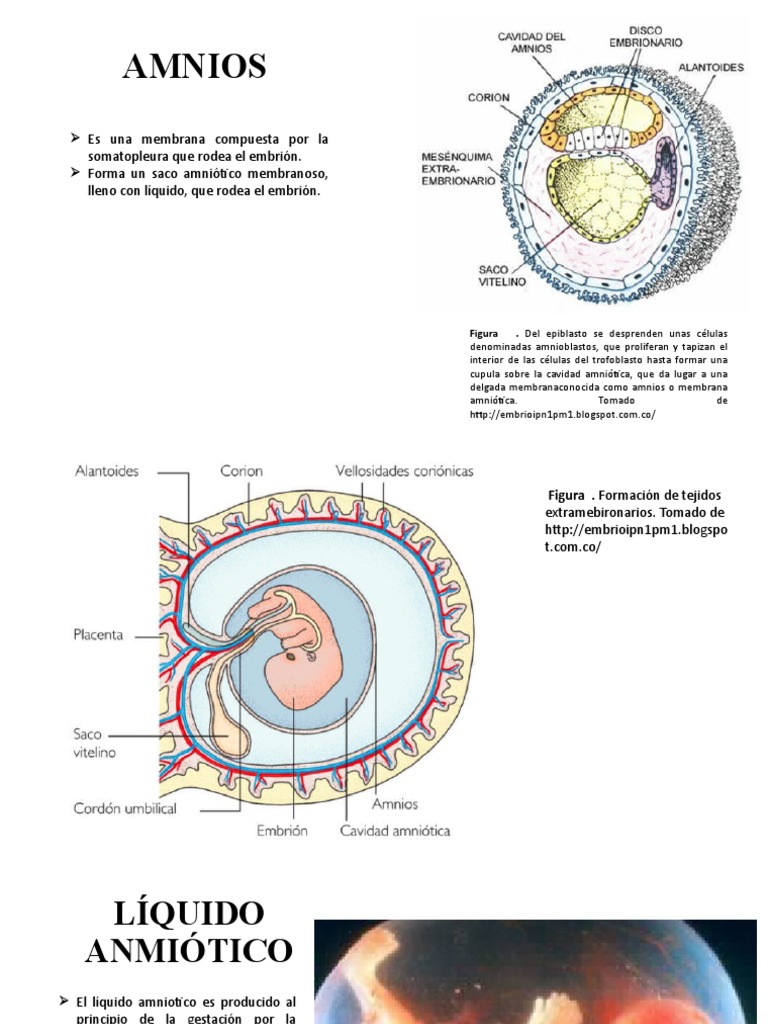 AMNIOS | PDF | Biología del desarrollo | Salud maternal
