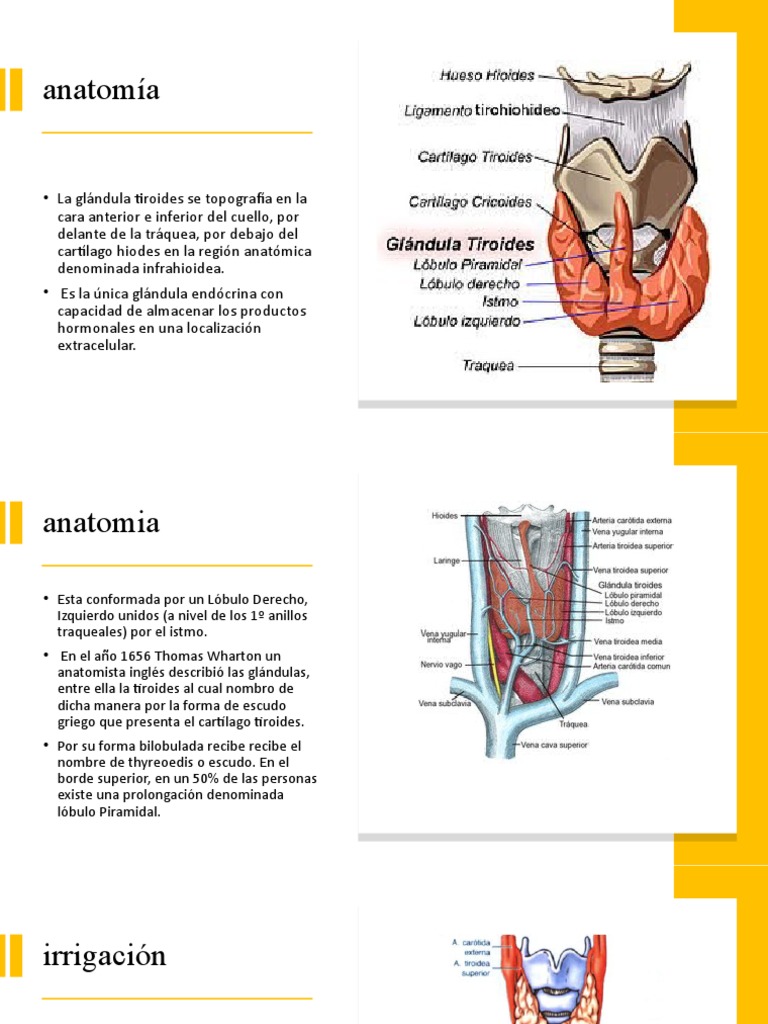 Anatomía Tiroidea | PDF | Tiroides | Anatomía