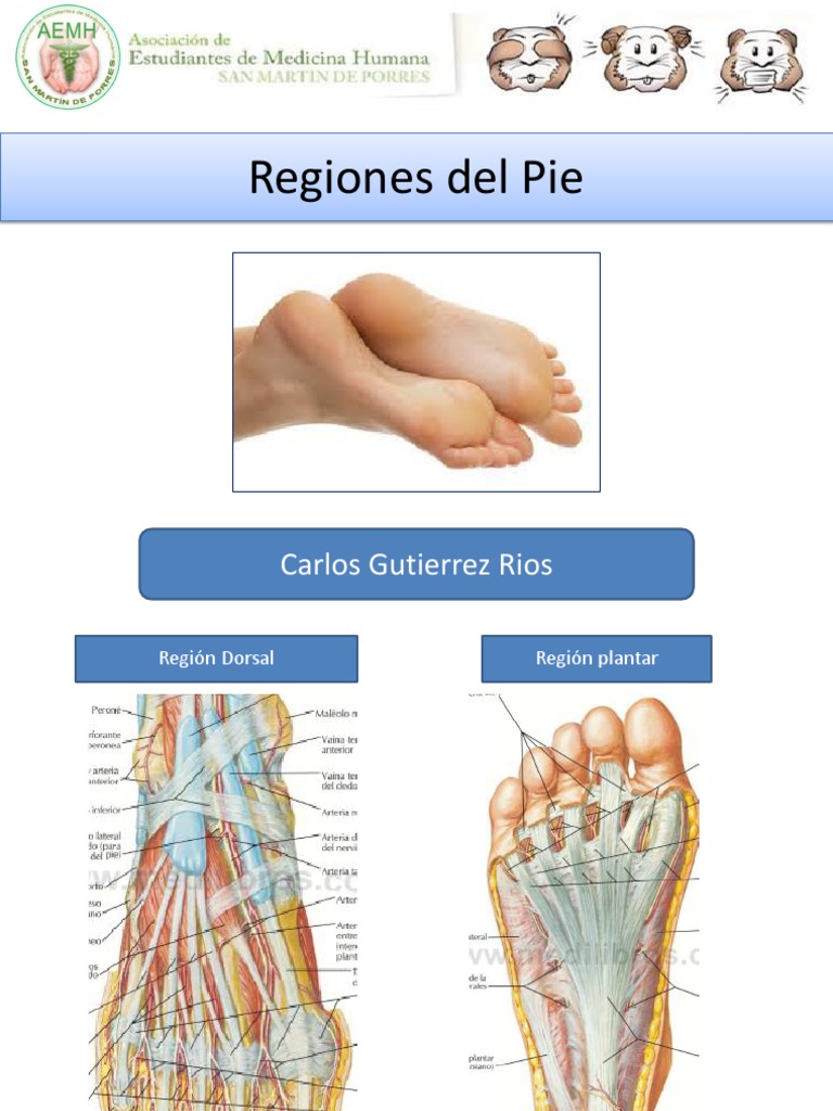 Anatomía y Regiones del Pie | PDF | Dedo del pie | Pie