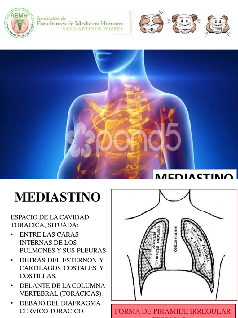 Anatomia Clase de Anatomía Mediastino | PDF | Tórax | Aorta