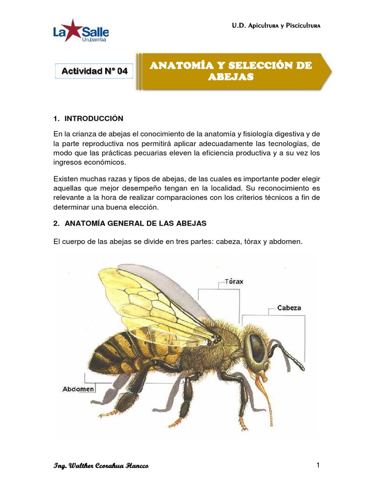 Anatomía y Selección de Abejas PDF | PDF | La cría de insectos ...