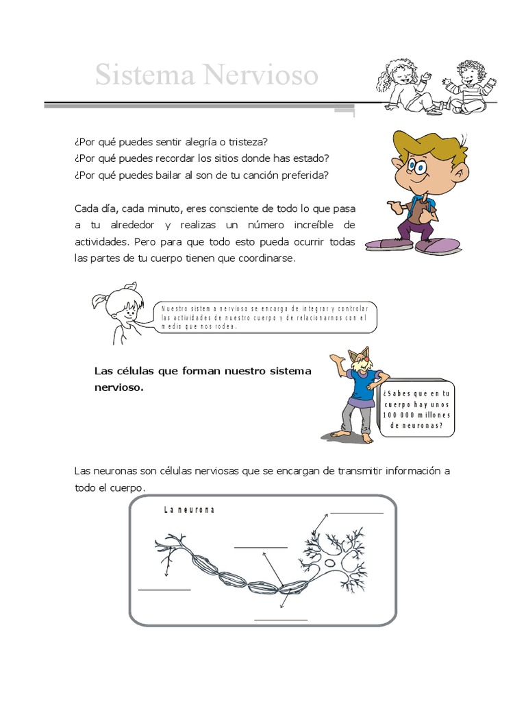 Ficha de Cta | PDF | Sistema nervioso | Cerebro