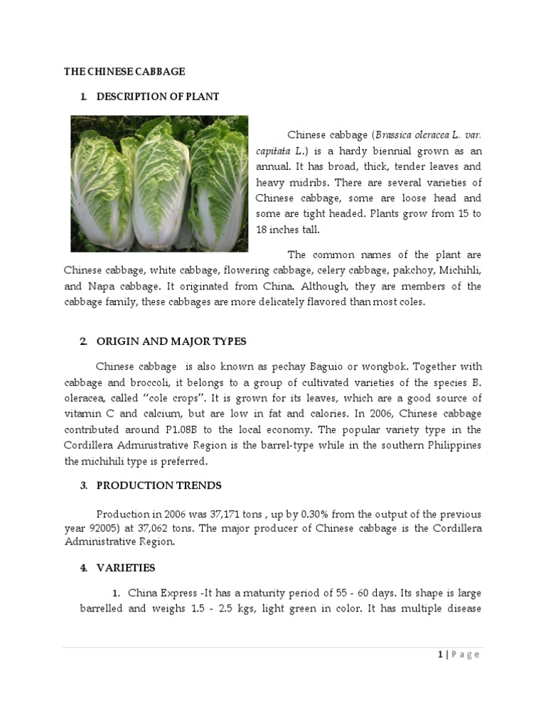 Chinese Cabbage | PDF | Cabbage | Horticulture And Gardening