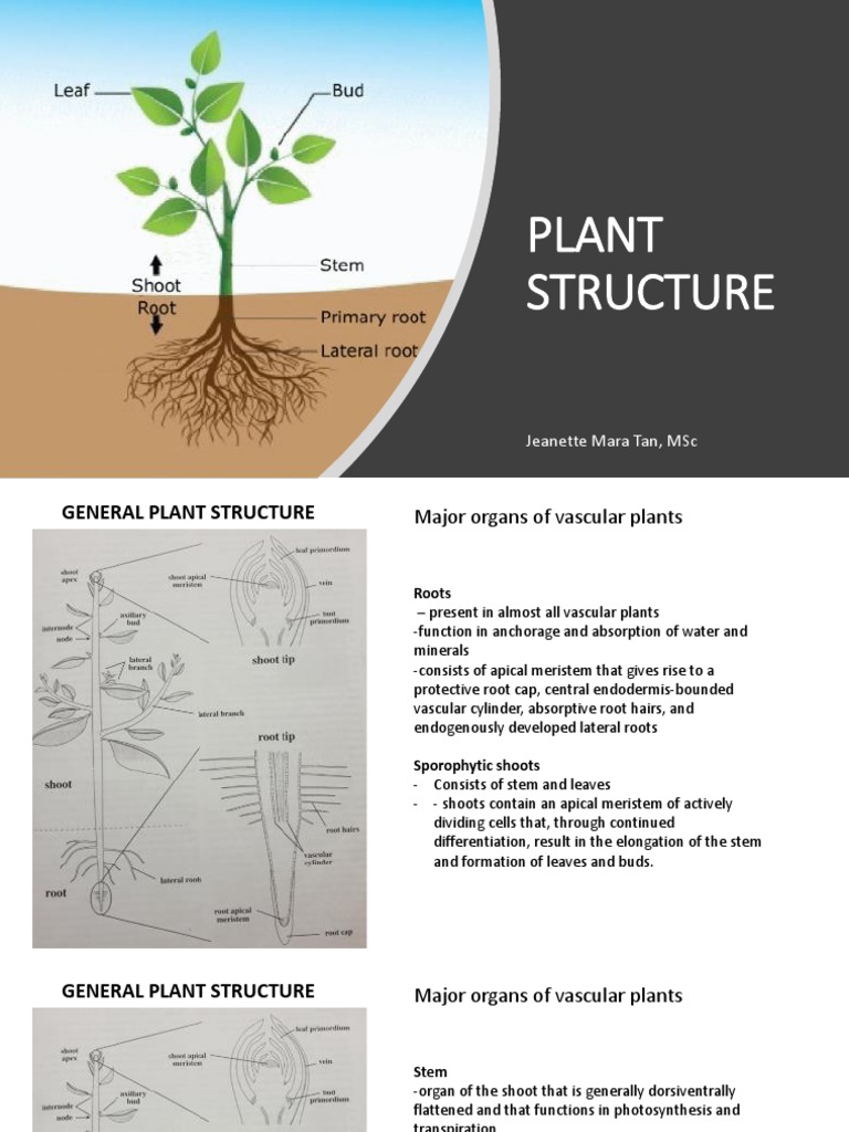 Plant Structure | PDF | Plant Stem | Plants