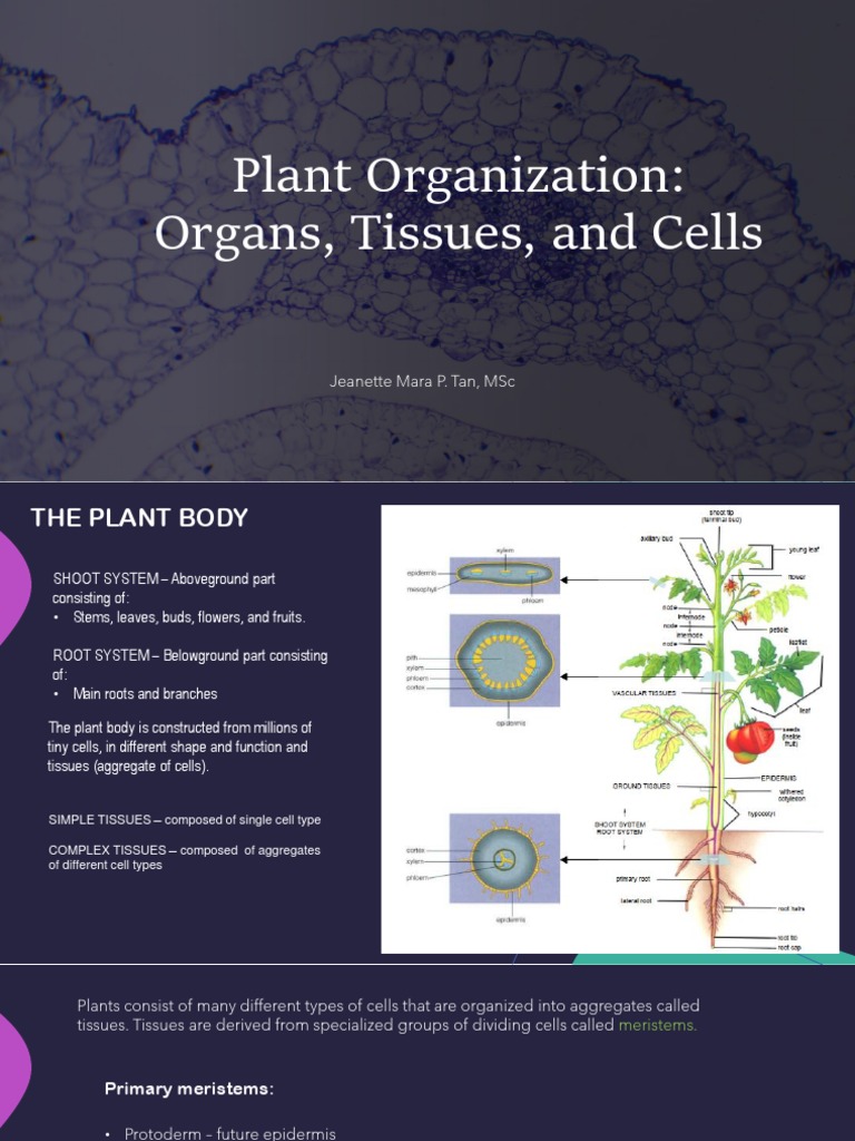 Plant Organization | PDF | Tissue (Biology) | Leaf
