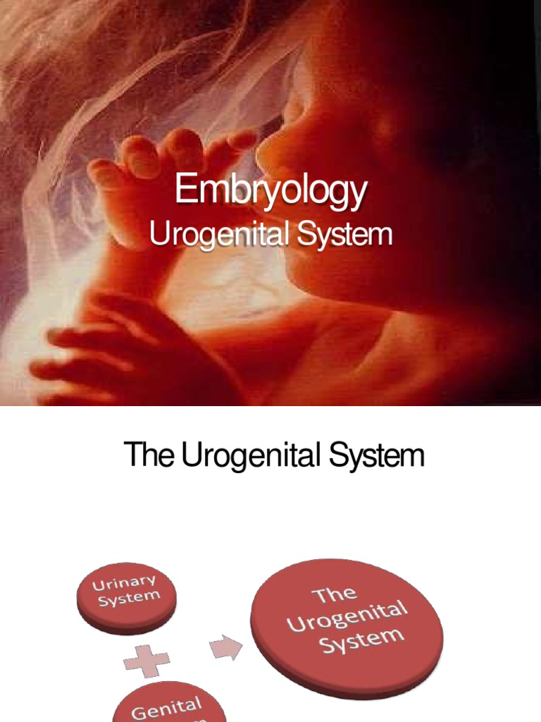 Development of Urogenital System PDF | PDF | Urinary Bladder | Kidney