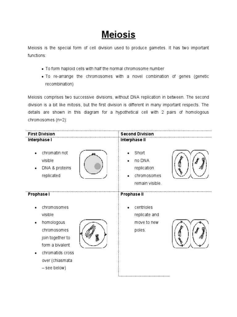 Meiosis: First Division Second Division Interphase I Interphase II ...