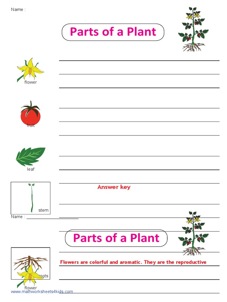 Parts of A Plant: Answer Key | PDF
