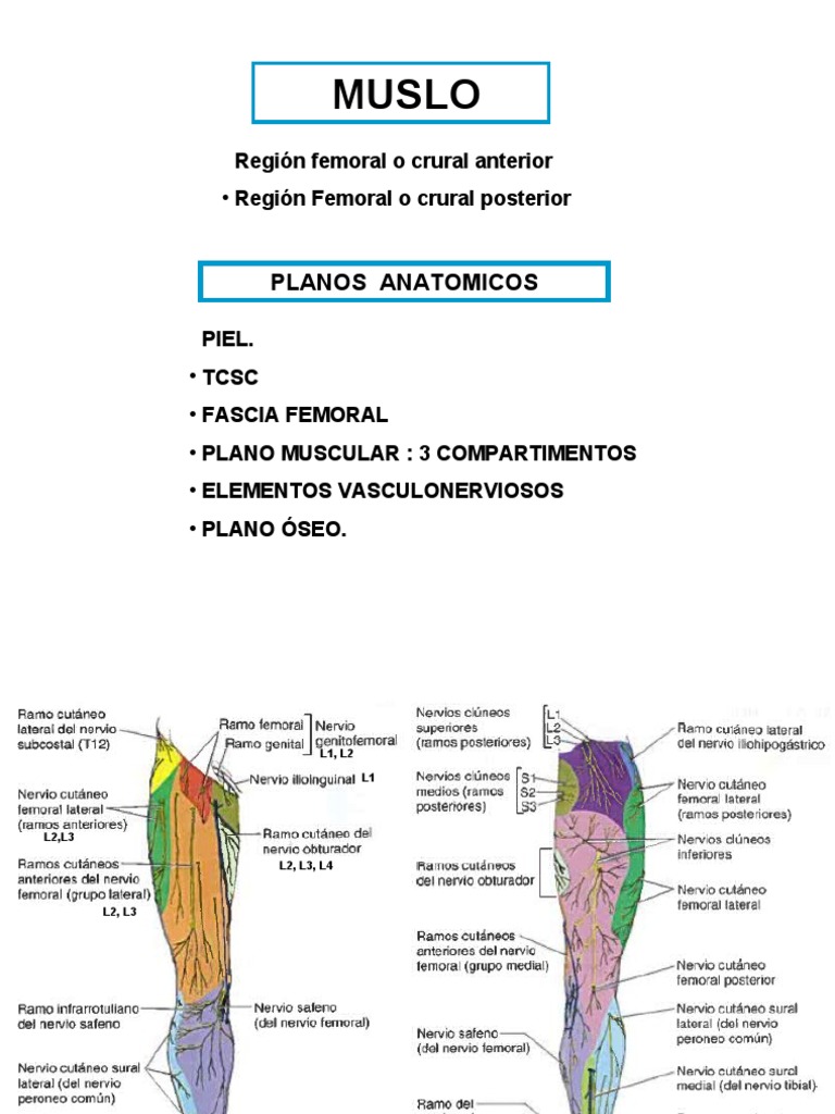 Clase 8 - Muslo | PDF | Anatomía del miembro inferior | Extremidades ...
