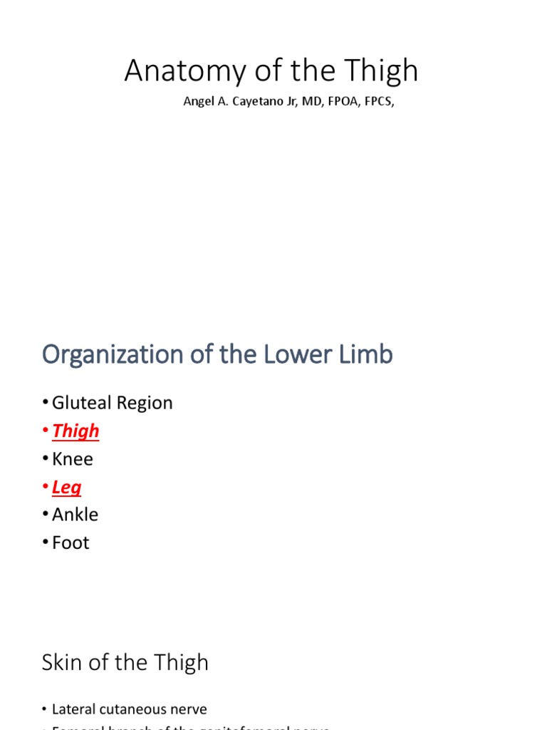 Anatomy of the Lower Limb: A Comprehensive Guide to the Skin, Fascia ...