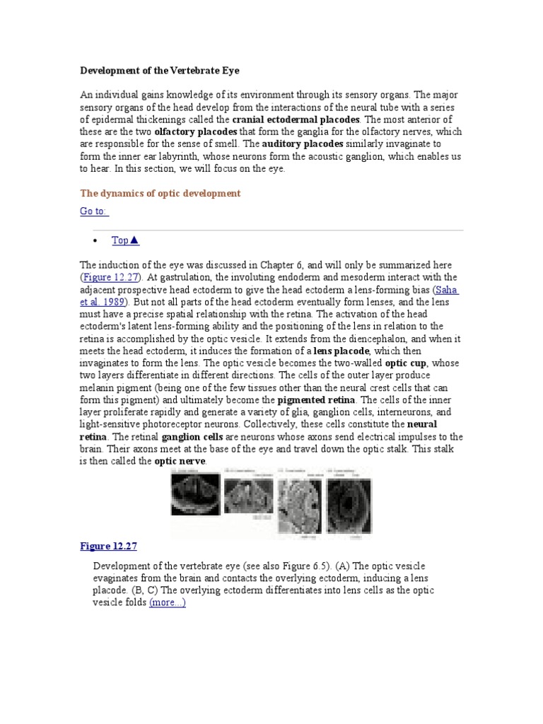 Development of The Vertebrate Eye | PDF | Retina | Eye