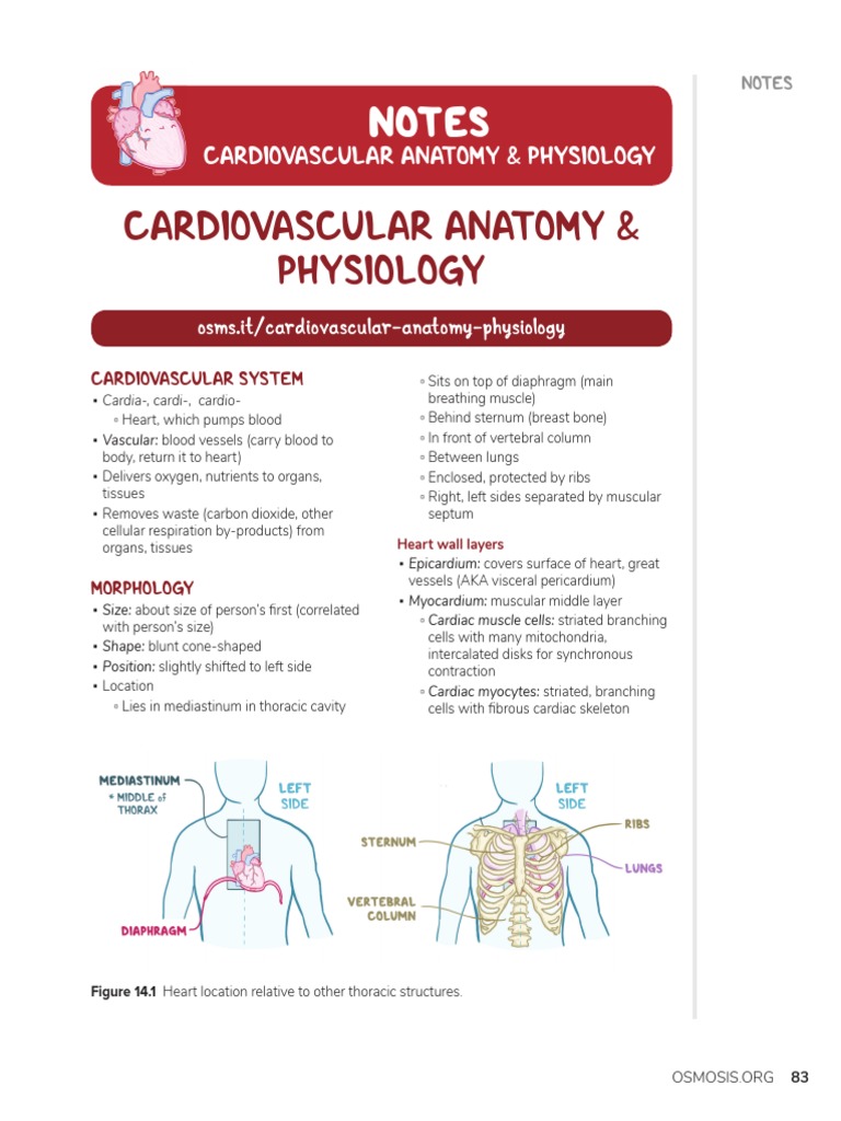 Cardiovascular Anatomy PDF | PDF | Heart Valve | Lymphatic System