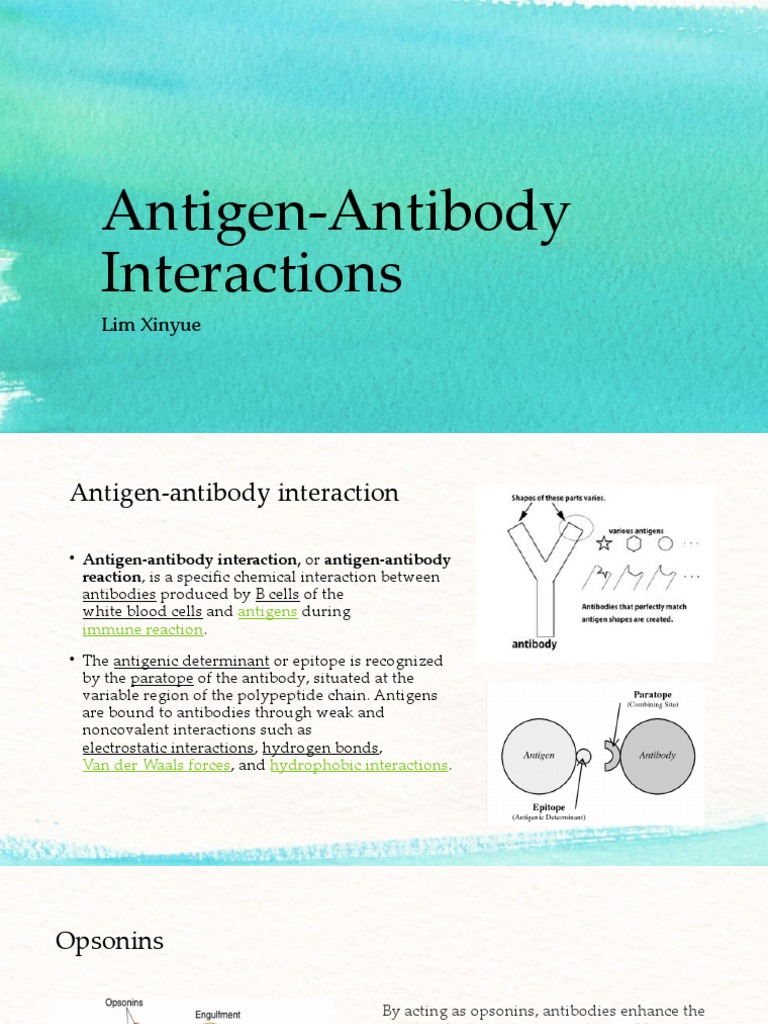 Antigen-Antibody Interaction Overview | PDF | Antibody | Complement System