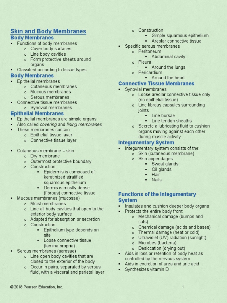 Integumentary System Notes | PDF | Skin | Integumentary System