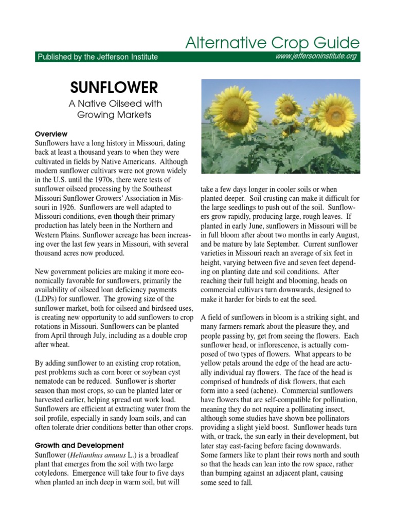 Sunflower: Alternative Crop Guide | PDF | Wheat | Vegetable Oil