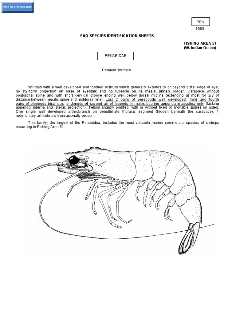 Western Indian Ocean Penaeid Shrimp Guide | PDF | Anatomical Terms Of ...