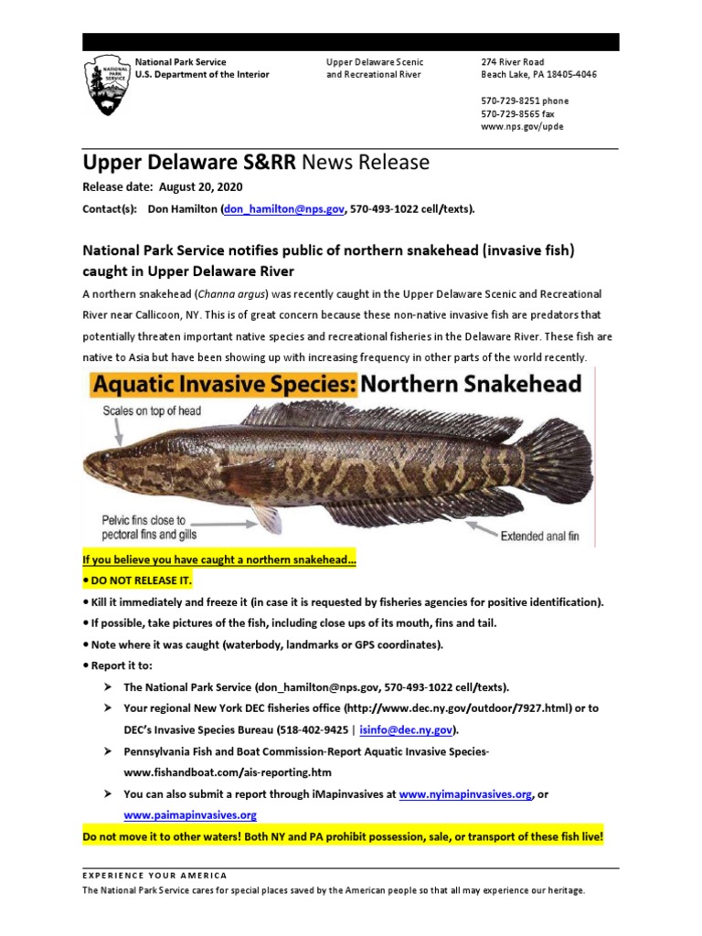 Northern Snakehead | PDF | National Park Service | Invasive Species