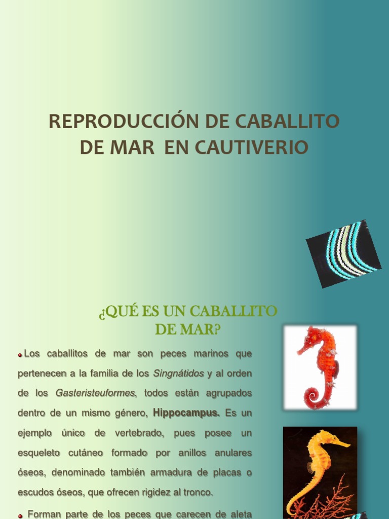 Caballitos de Mar PDF | PDF | Organismos | Naturaleza