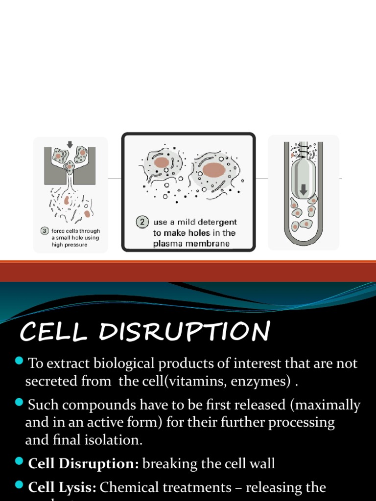 Cell Disruption | PDF | Detergent | Protein Purification