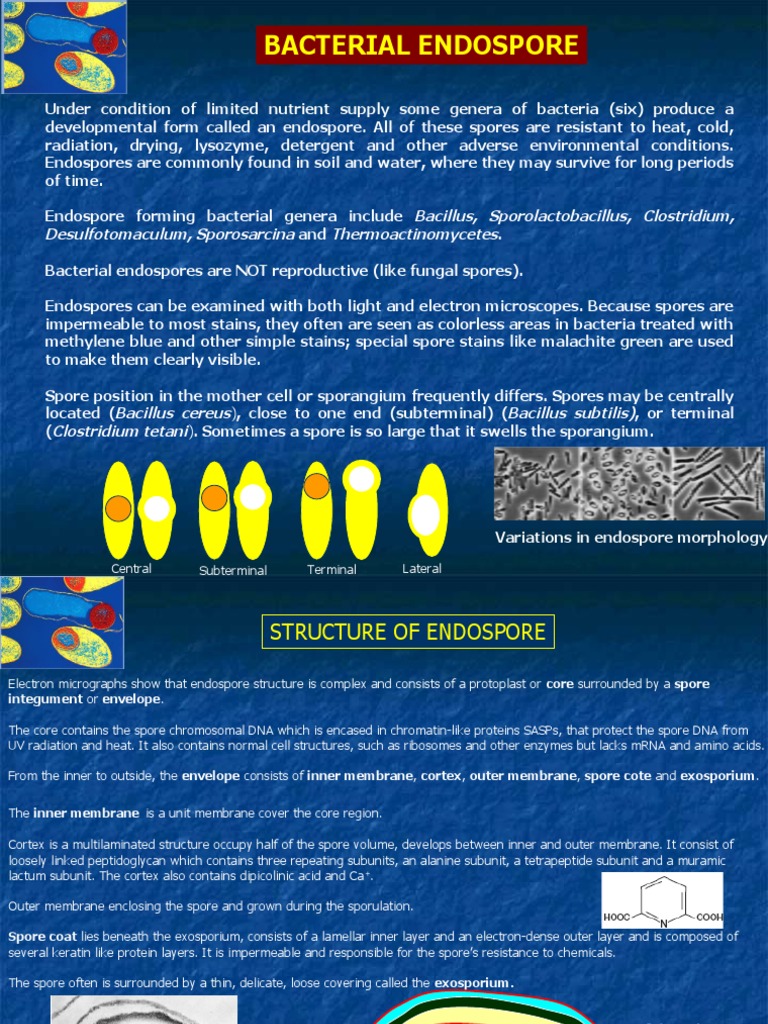 Bacterial Endospore: Central Subterminal Terminal Lateral | PDF ...