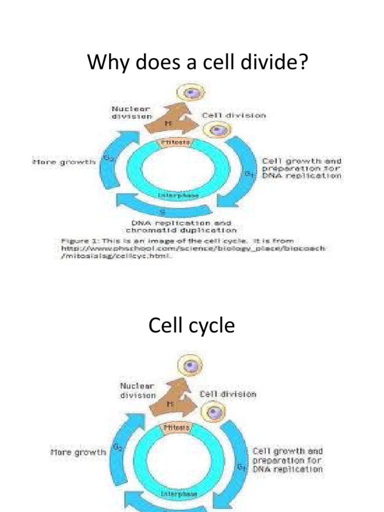 The Stages of Cell Division: A Comprehensive Explanation of Mitosis and ...