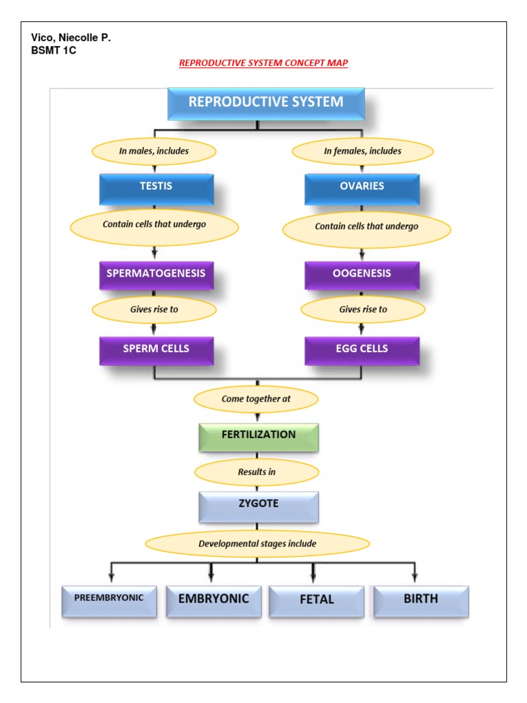 Vico, Niecolle P. BSMT 1C REPRODUCTIVE SYSTEM CONCEPT MAP 2 PDF | PDF ...