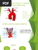 Anatomía de la Arteria Carótida Primitiva | PDF | Aorta | Arteria ...