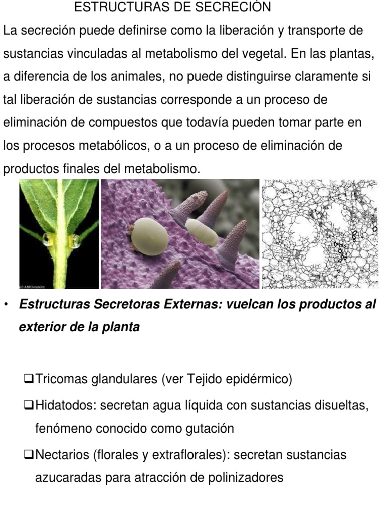 Estructuras de Secrecion | PDF | Secreción | Plantas