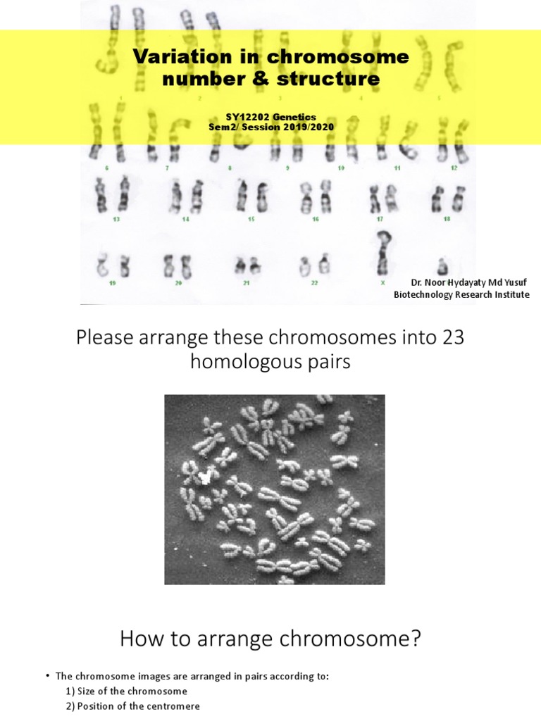 SY12202 Variation in Chromosome Number Structure | PDF | Ploidy ...