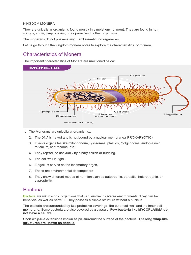 Characteristics of Monera: Bacteria | PDF | Bacteria | Cell (Biology)