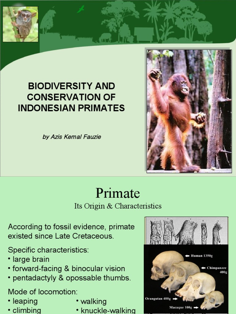 Biodiversity & Conservation of Indonesian Primates | PDF | Orangutan ...