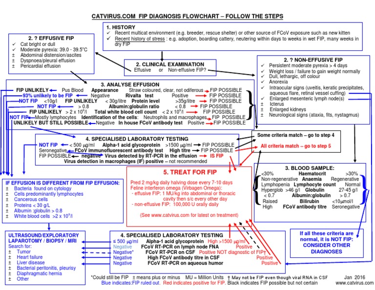 FIP Diagnosis Flowchart Guide | PDF | Lymphocyte | Virus