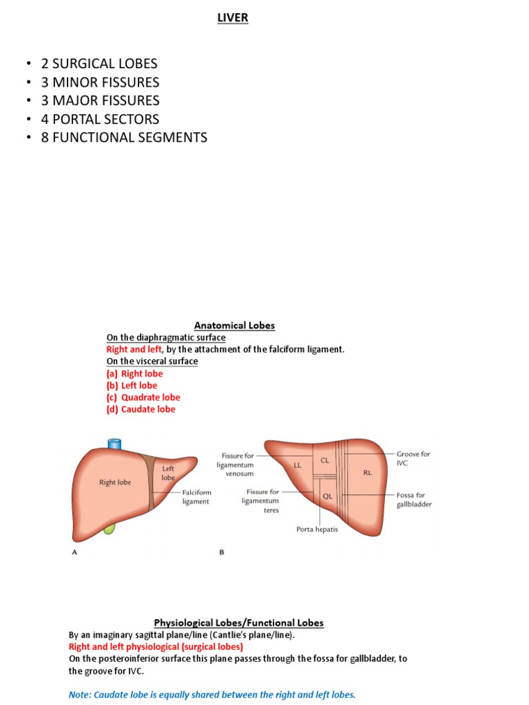 2 Surgical Lobes - 3 Minor Fissures - 3 Major Fissures - 4 Portal ...