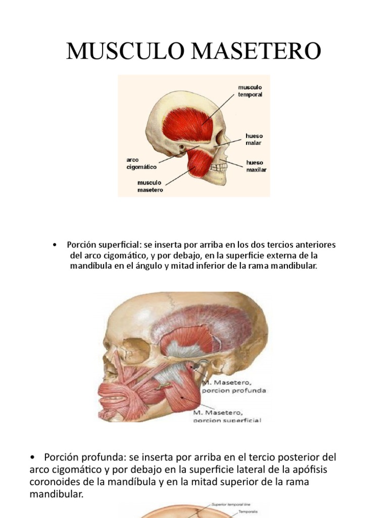 Musculo Masetero | PDF | Estudios de idiomas extranjeros