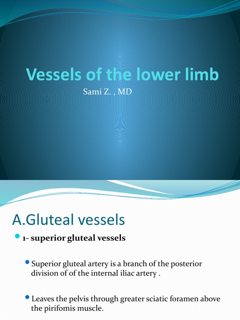 Vessels of The Lower Limb | PDF | Human Leg | Pelvis