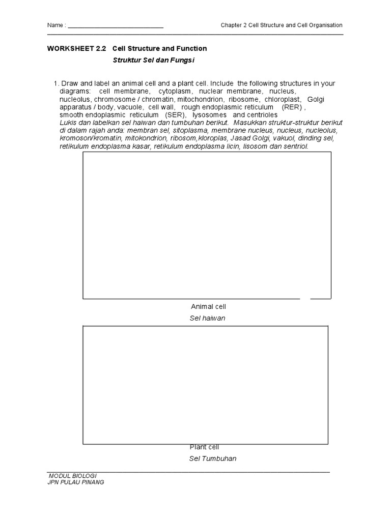 WORKSHEET 2.2 Cell Structure and Function | PDF | Cytoplasm | Cell ...