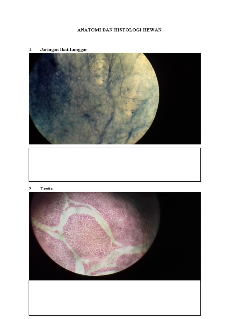 Preparat Anatomi Dan Histologi Hewan | PDF